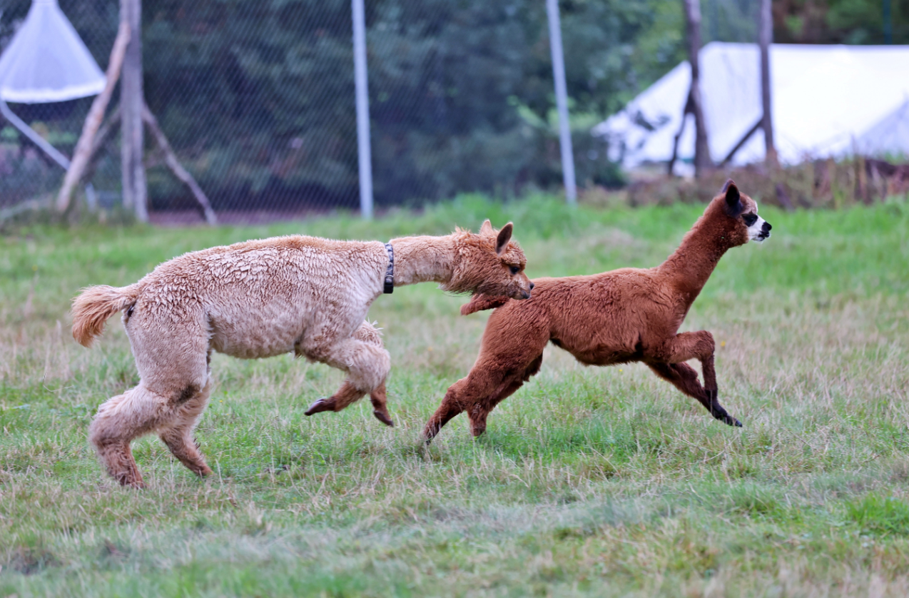 Mini Zoo Mežiņi » EnterGauja