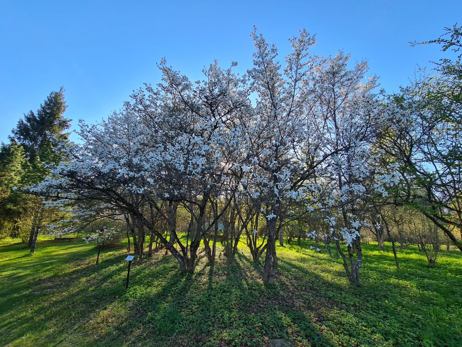 Lēdurga Arboretum » EnterGauja