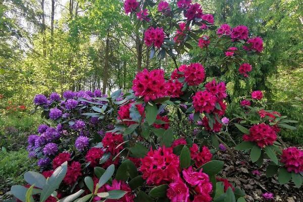 Lēdurga Arboretum » EnterGauja