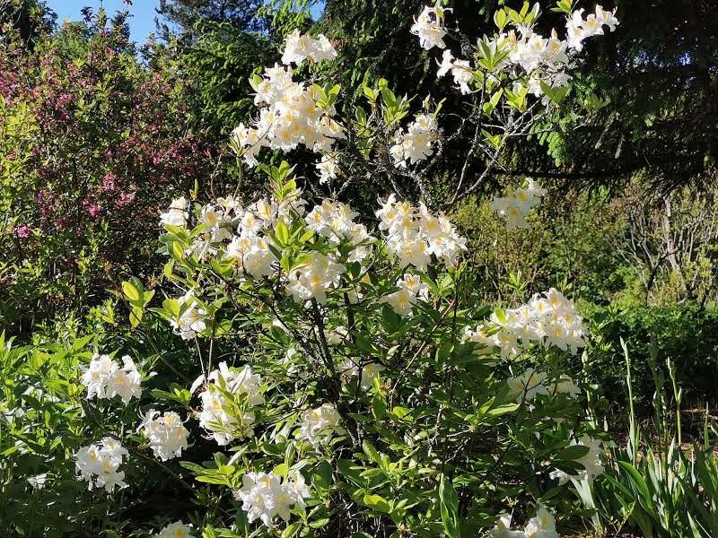 Lēdurga Arboretum » EnterGauja